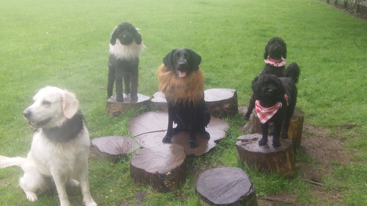Bertie, Gus & Lenny Doodle & Poo with Labrador Rosa & Golden Retriever ...