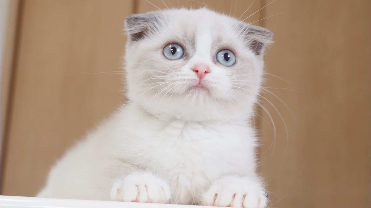 Scottish Fold Female with Blue Point & White@pethousetinytiny ...