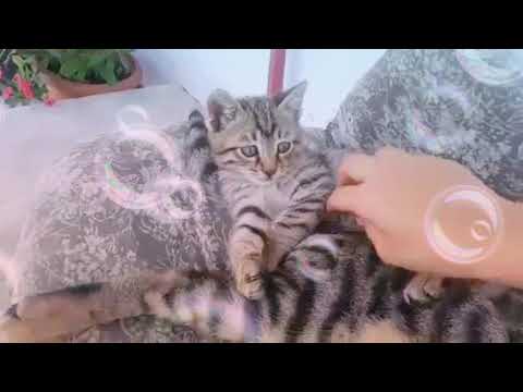 Kedicik ❤💙💚💛🧡💜(2018)