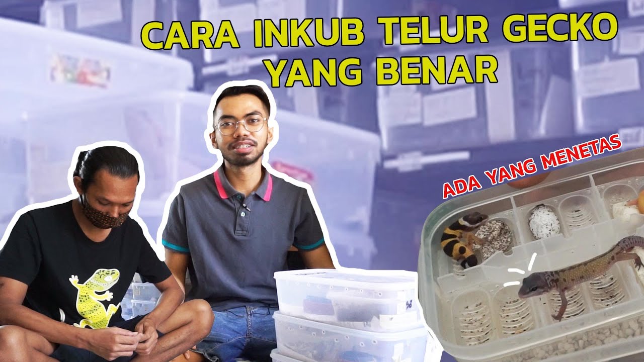 GECKO VLOG #82 || CARA INKUB TELUR GECKO YANG BENAR - YouTube