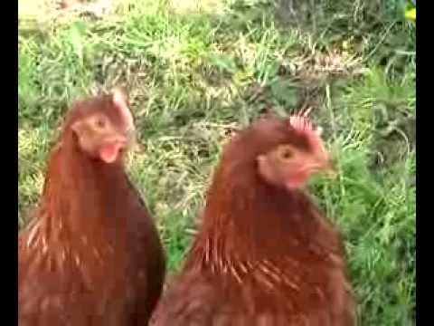 LE GALLINE COCCOLATE - YouTube