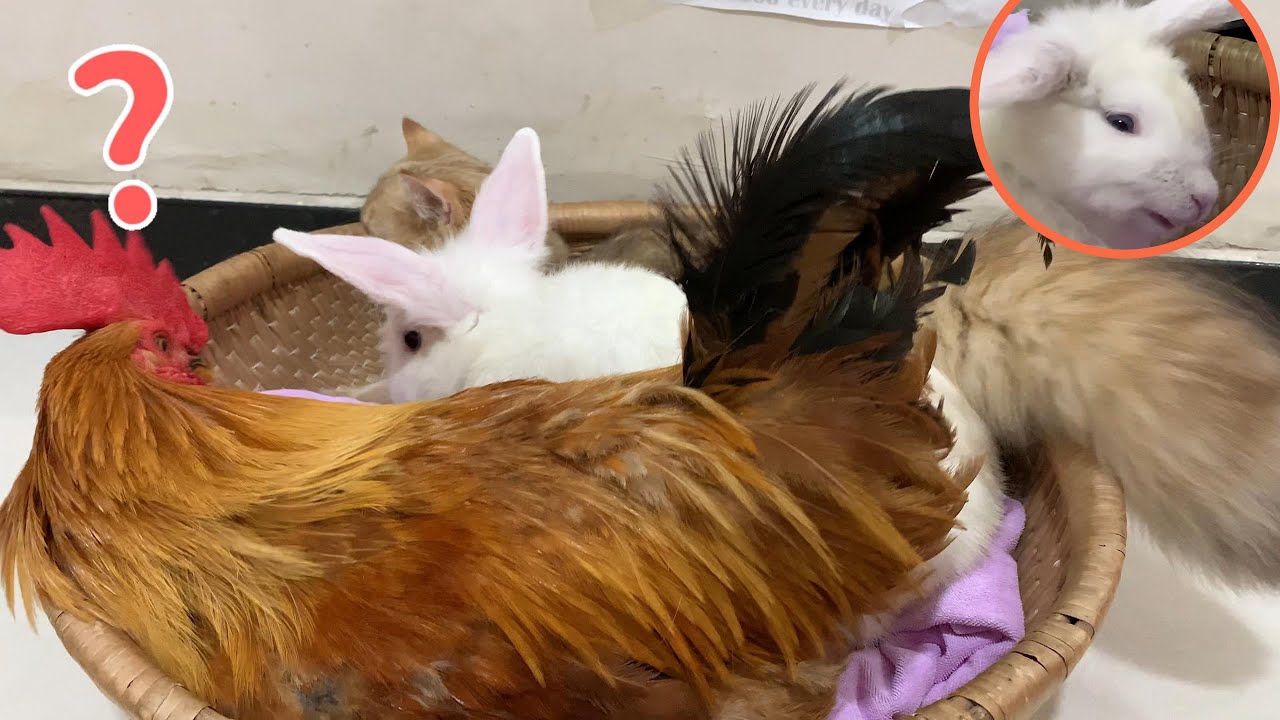 The cat tamed the rabbit and made it sleep with the rooster. So funny ...