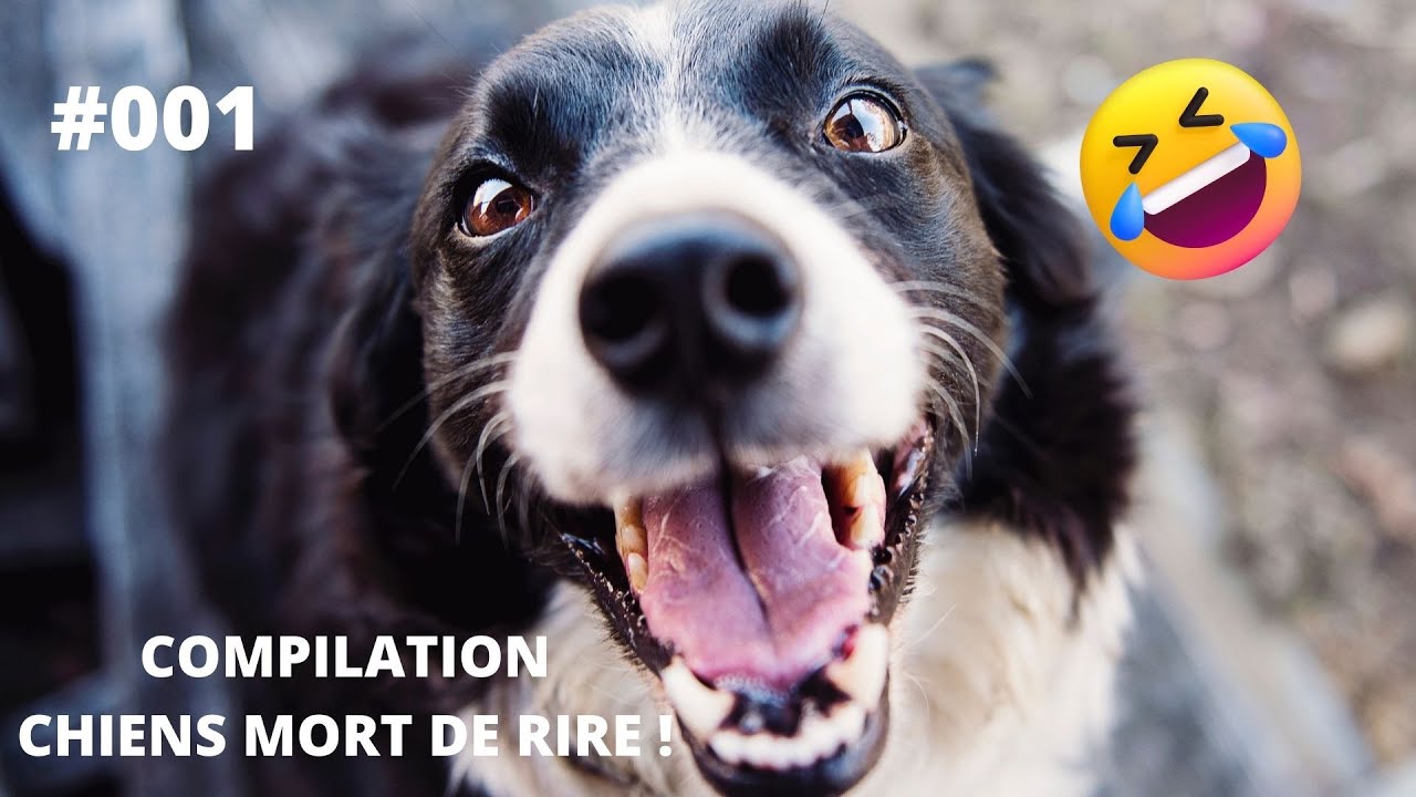 COMPILATION CHIENS MORT DE RIRE ! (HUMOUR) #001 - YouTube