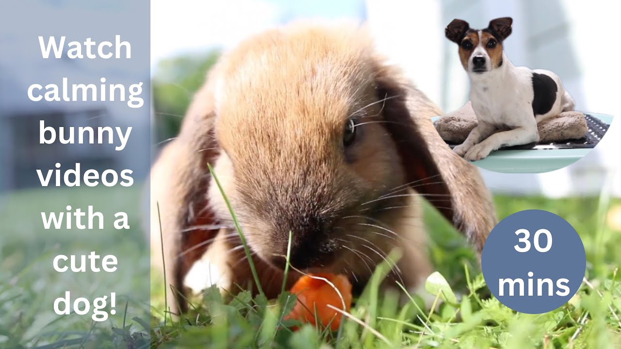 Relaxing Music with Cute Bunny Videos | Soothing Music for Stress ...