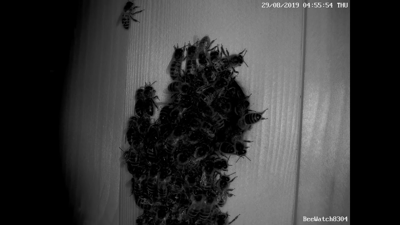 BeeWatching Livestream From Daniel Boschung - YouTube