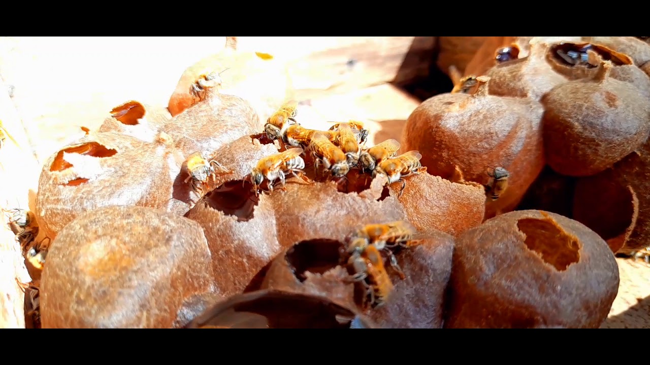 Potes de miel de abeja de Jicote Melipona beecheii - YouTube
