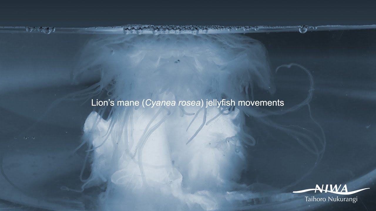 Lion's mane - Cyanea rosea jellyfish movements - YouTube