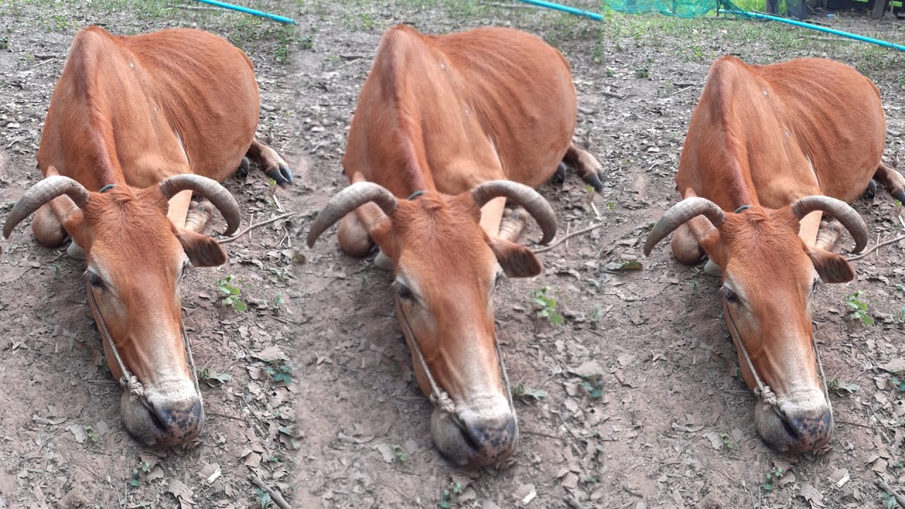 Cows eat grass and rice and banana Cows sleeping under trees - YouTube