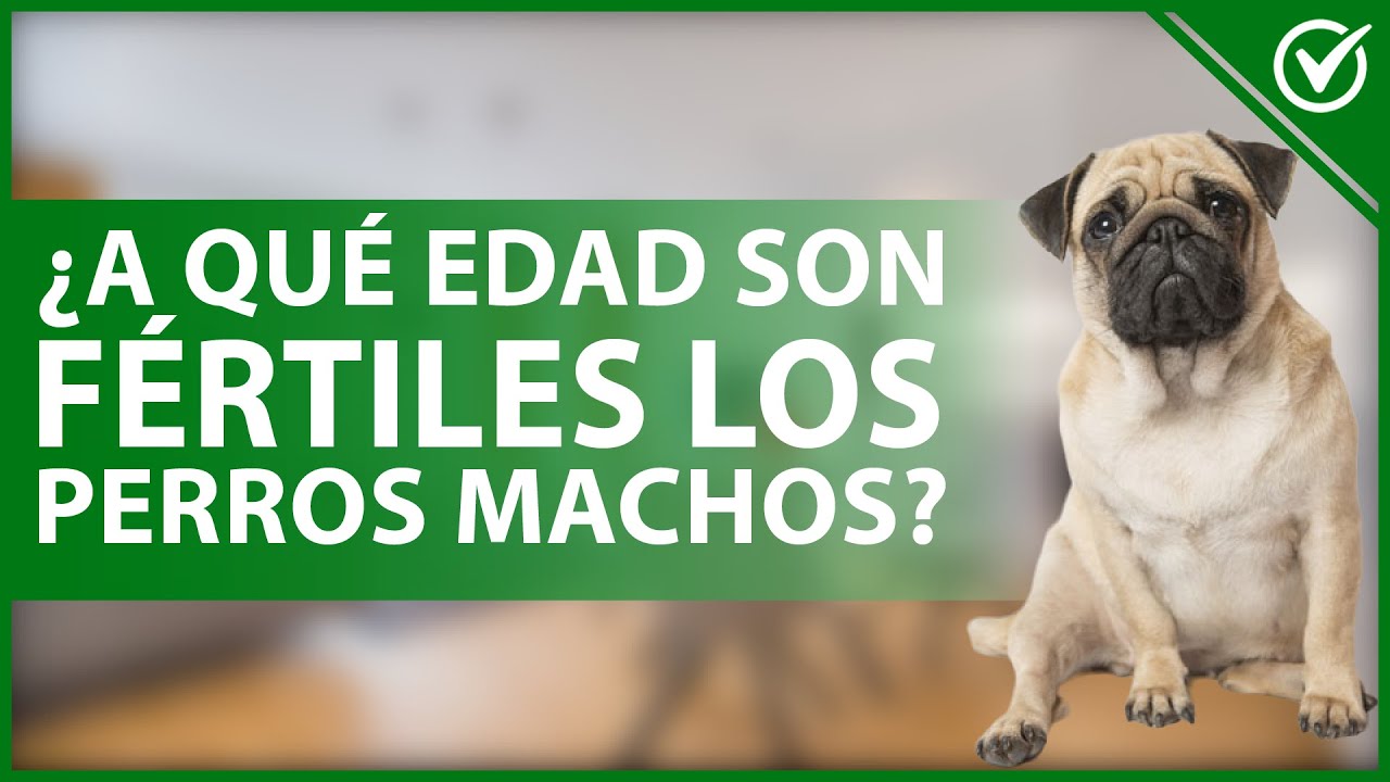 A Que Edad Empiezan A Jorobar Los Perros Machos