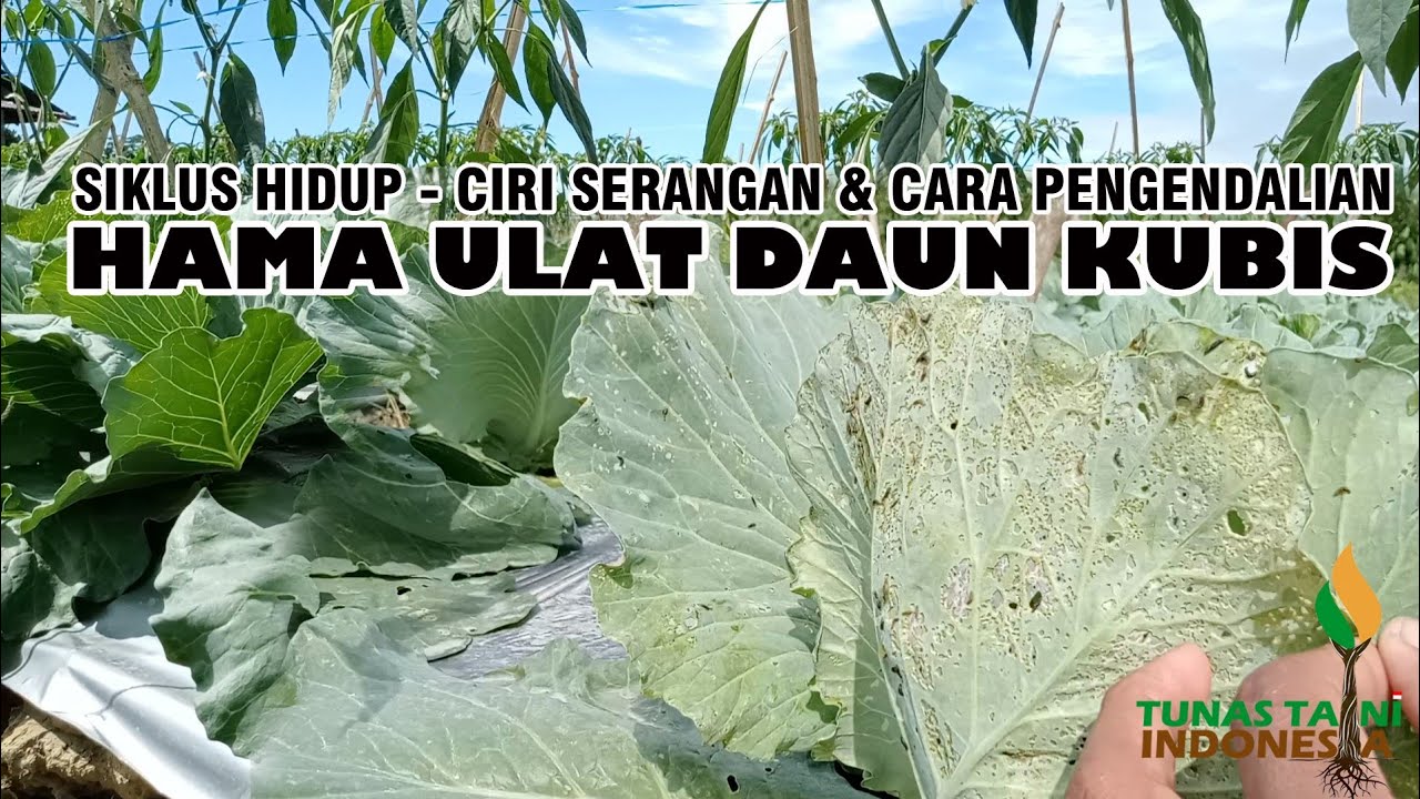 CARA PENGENDALIAN HAMA ULAT DAUN KUBIS - DIJAMIN TUNTAS ...