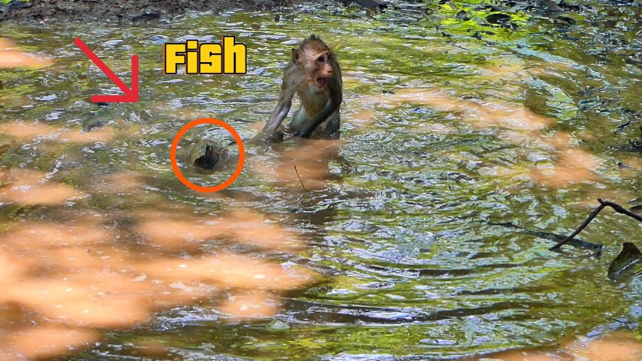 The monkeys go fishing in a small pond - YouTube