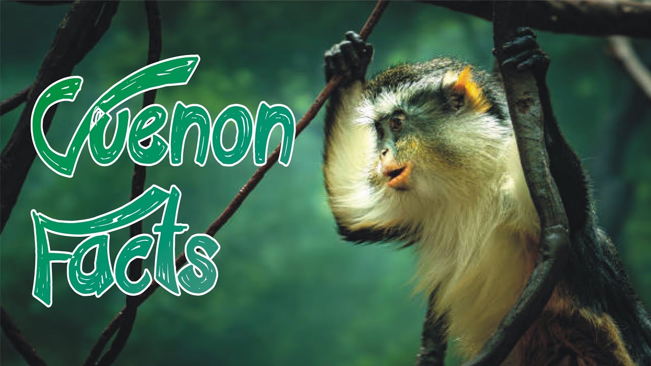 Guenon | Facts | Factify - YouTube