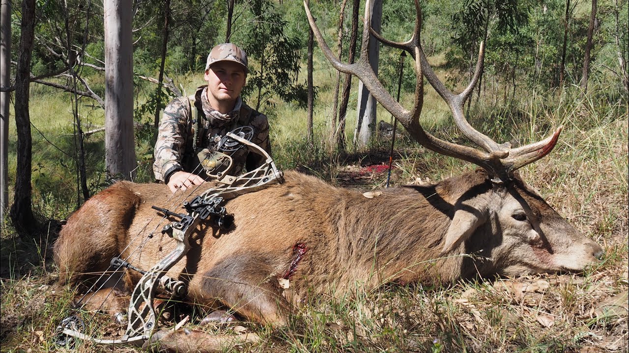 Australian Bowhunting - Red Deer Rut Compilation - YouTube