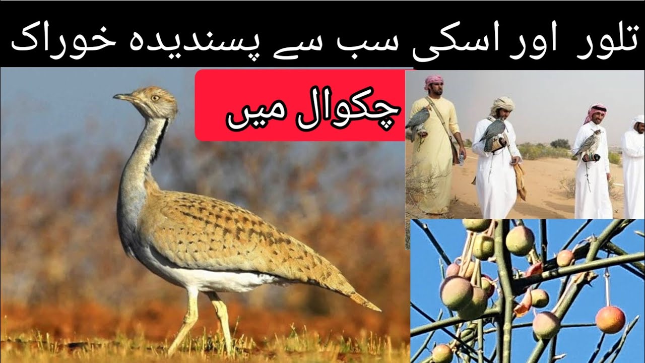 Houbara Bastard And His Most Favorite Food In Chakwal | Another World's ...