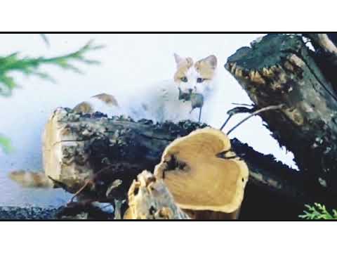 KEDİ FARE YAKALAMIŞ /KÖY KEDİSİ,KEDİ FARE OYUNU