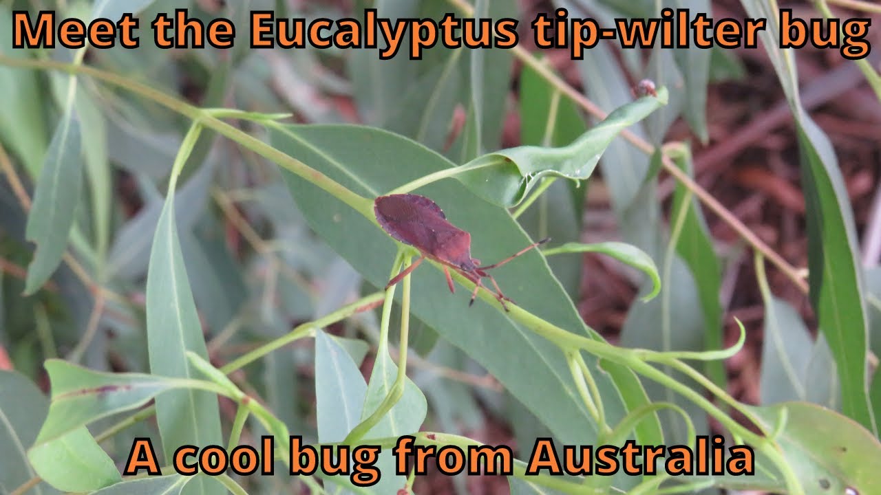 Meet the cool Eucalyptus tip-wilter bug from Australia - YouTube