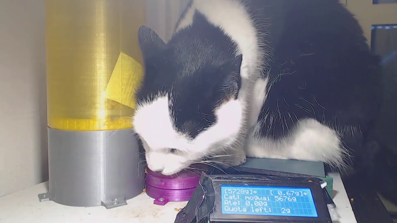 Meowton Live Stream - YouTube