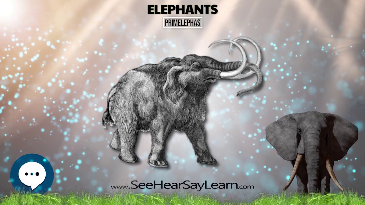 Primelephas 🐘🌴🐘 All Things Elephants 🐘🌴🐘 - YouTube