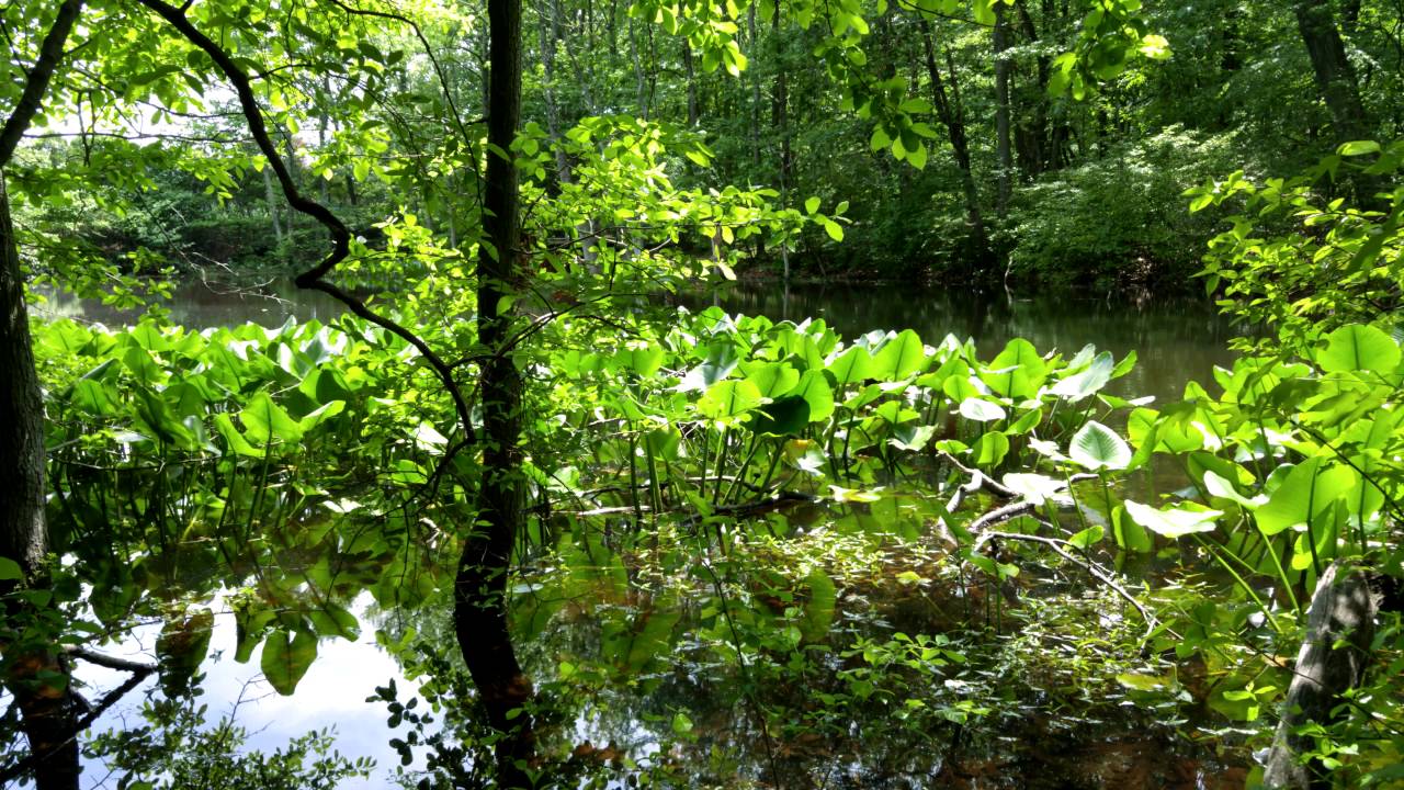 Swamp at High Rock Park 4K UHD - YouTube
