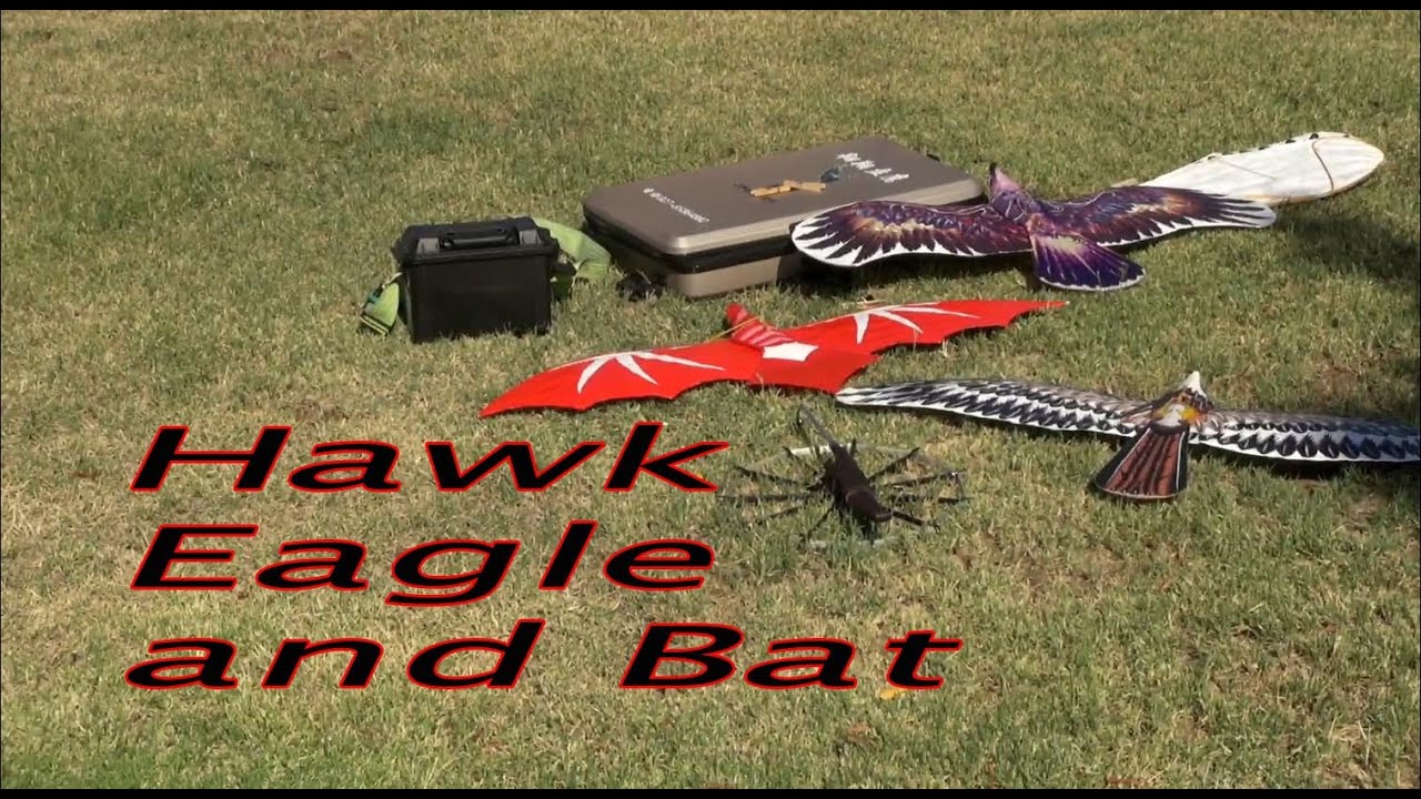 Hawk, Eagle and a Bat - YouTube