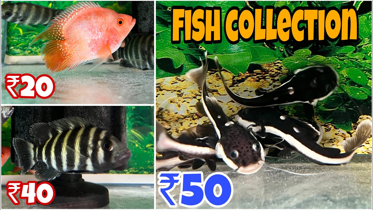 Fish ka new collection agaya he😍बोहत ही कम पैसों में आपके फिश टैंक के ...