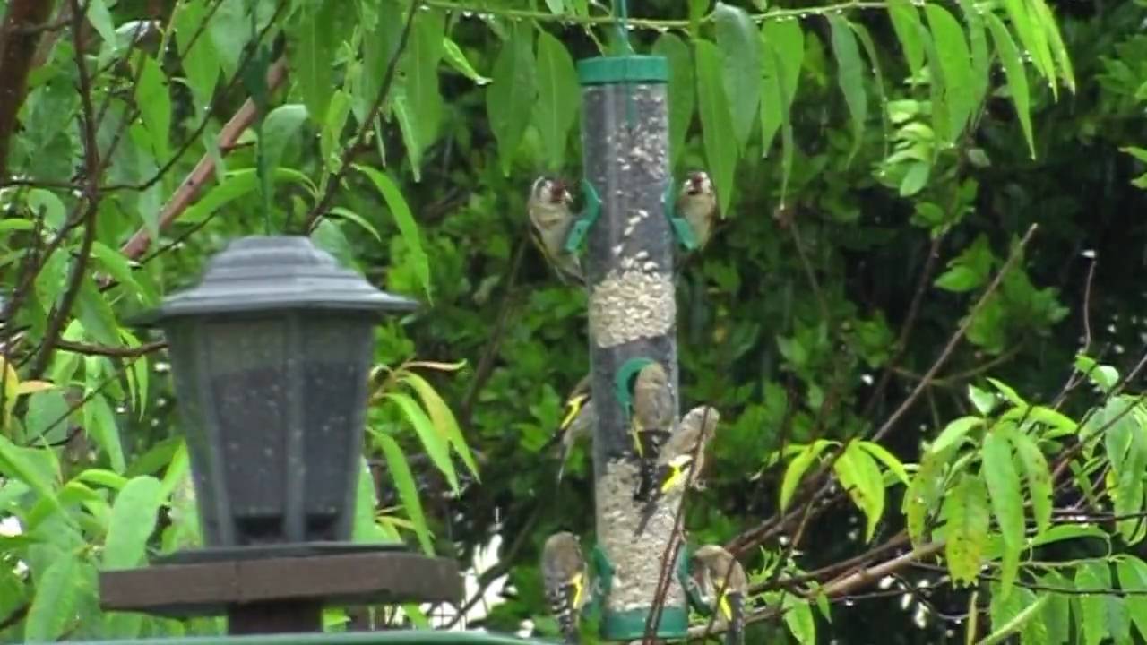 7 Glorious Goldfinches In The Rain ♪♫ - YouTube