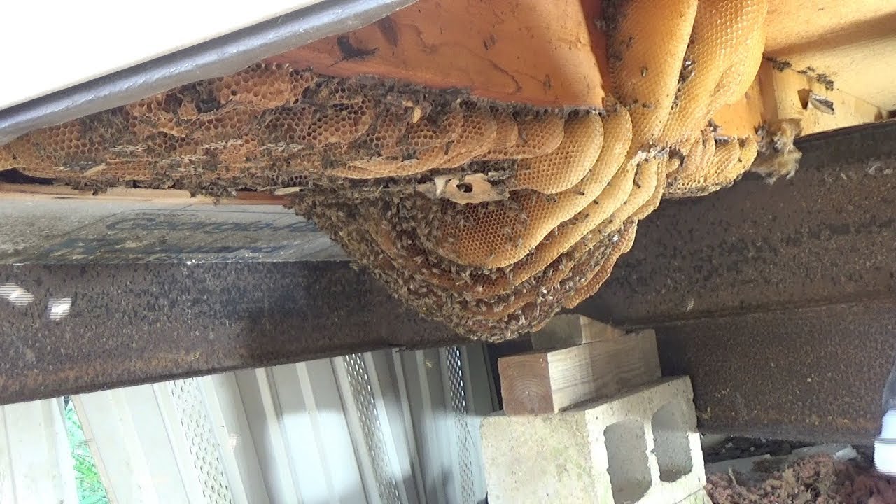 Eight foot long bee hive removal and relocation. - YouTube