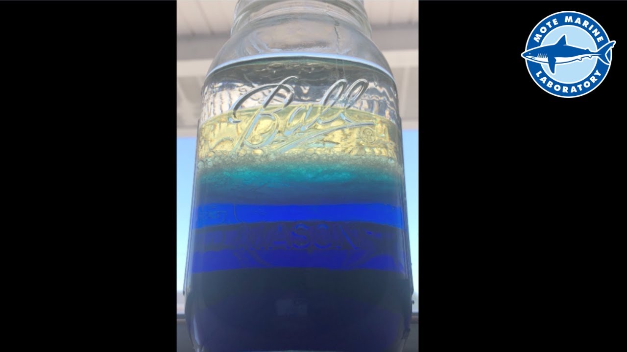 Sea Science At Home | Ocean Zones - YouTube