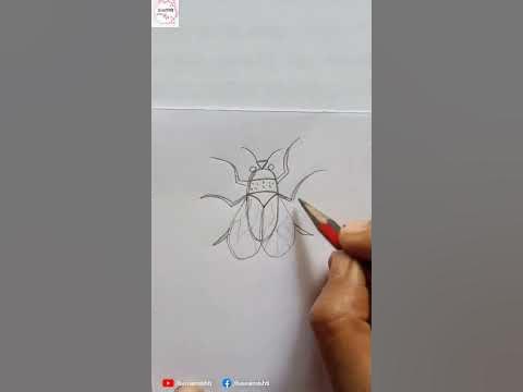 How to DRAW a FLY Easy Step by Step Drawing Insects #Shorts - YouTube