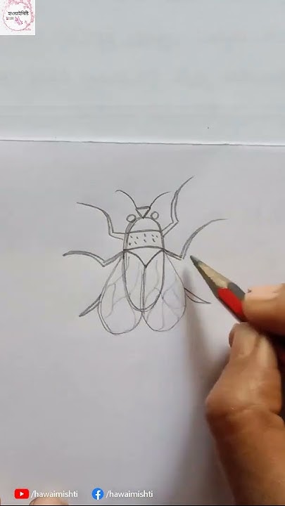 How to DRAW a FLY Easy Step by Step Drawing Insects #Shorts - YouTube