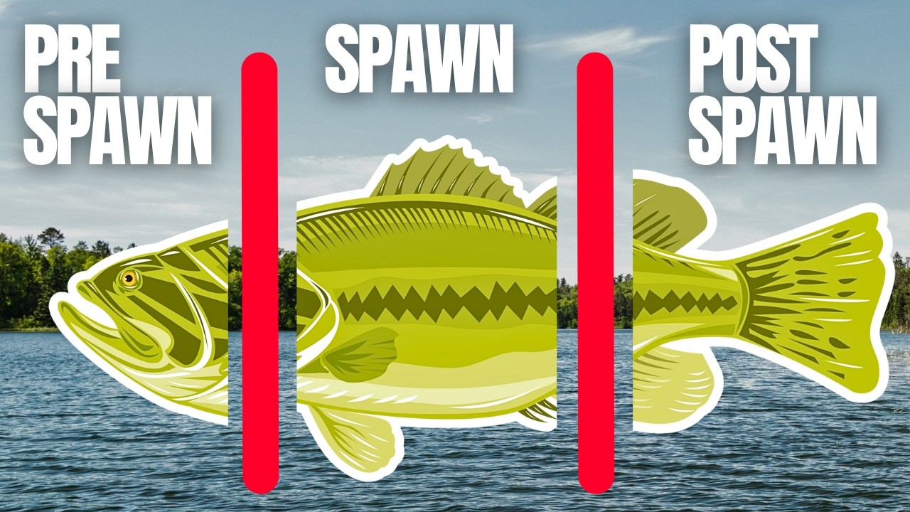 Bass Spawning 101 - A Simple Guide - YouTube