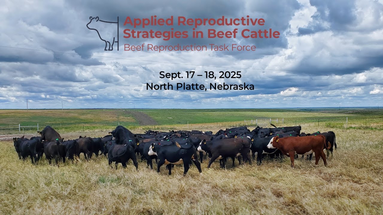Cow herd nutrition during pregnancy: impact on fertility and offspring ...