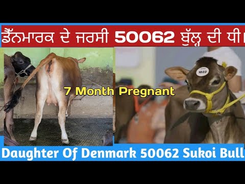 Denmark jersy 50062 Bull Daughter।। ਡੈੱਨਮਾਰਕ ਜਰਸੀ 50062 ਬੁੱਲ ਦੀ ਧੀ ...
