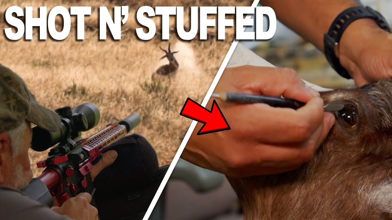 Four Antelope Shot and Stuffed | How TAXIDERMY WORKS! - YouTube