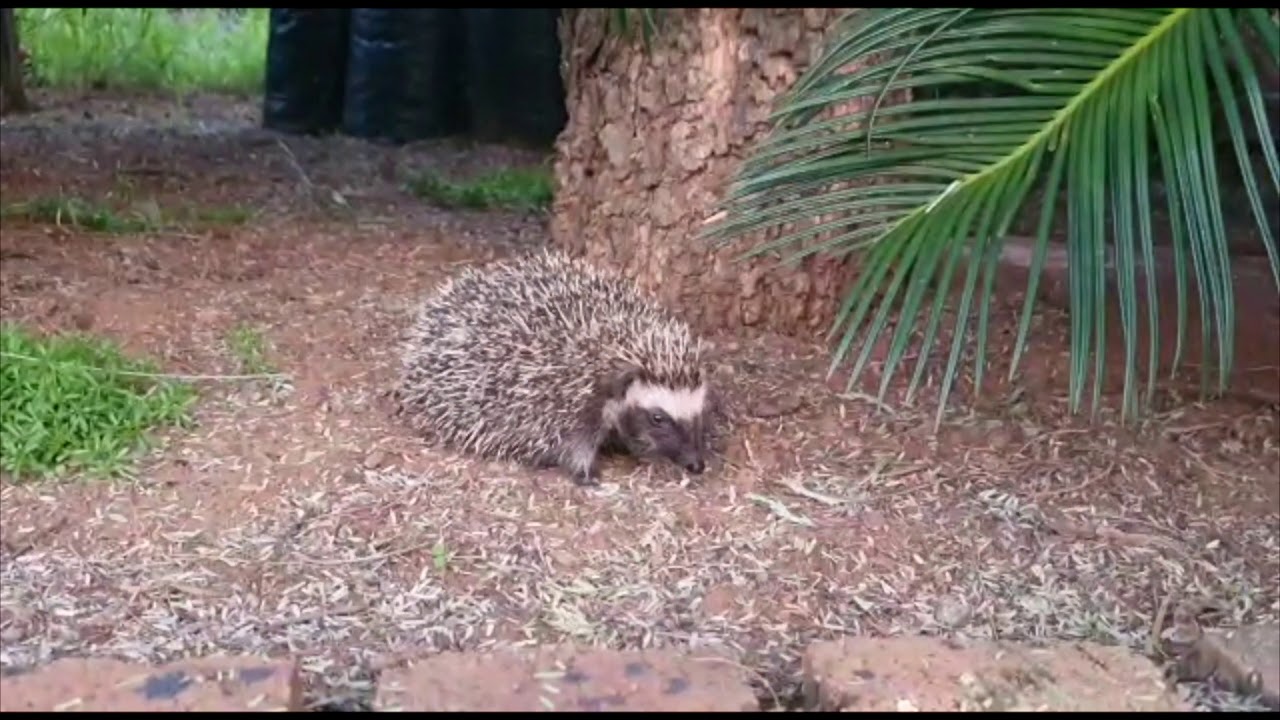 Southern African Hedghog (Atelerix frontalis) - YouTube