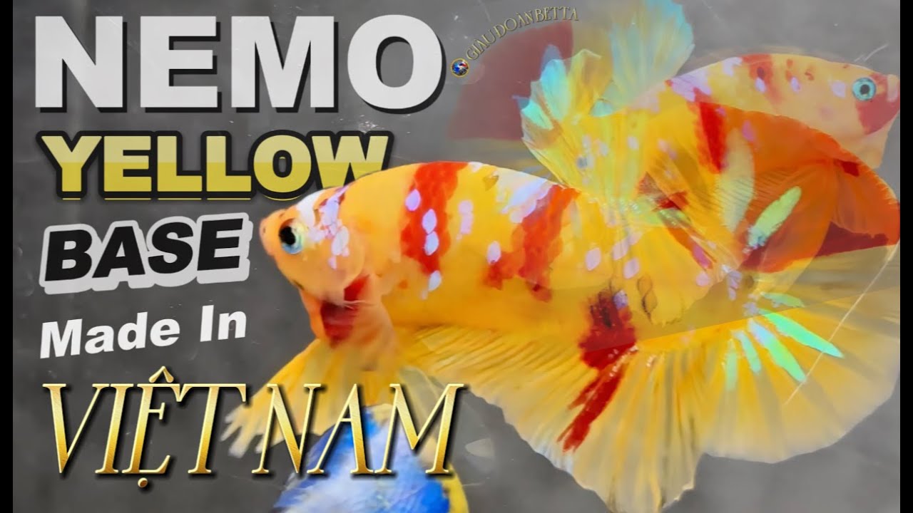 đợt cá BETTA ngày 06 tháng 01/ NEMO GALAXY/ MULTICOLOR/ SOPPER FORM ...