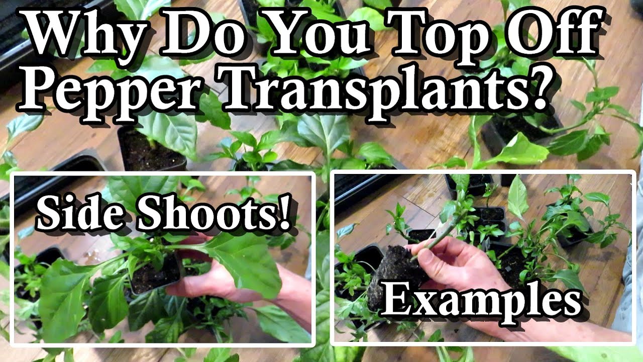 Topping Pepper Transplants for Stronger More Productive Plants: How ...
