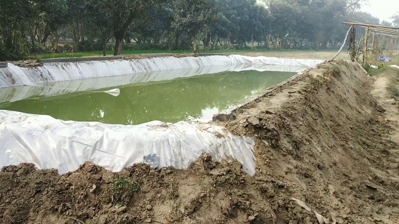 Phase 3, Biofloc in earthen pond - YouTube