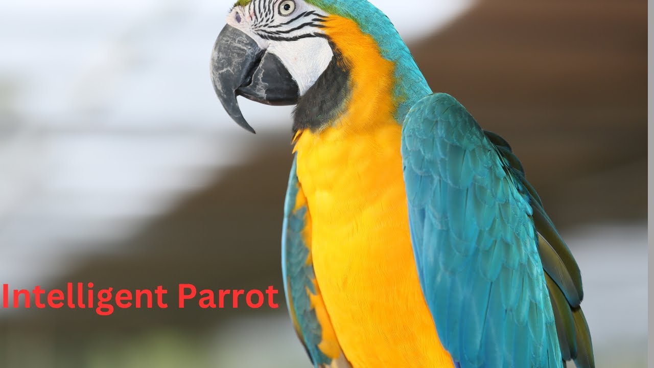 con vẹt thông minh Intelligent parrot - YouTube