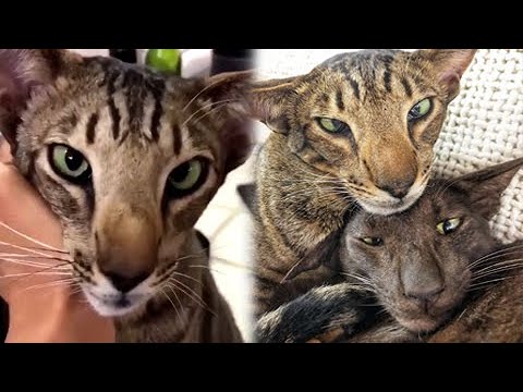 Adorable Cat Balam | Daily Overdose Videos - YouTube