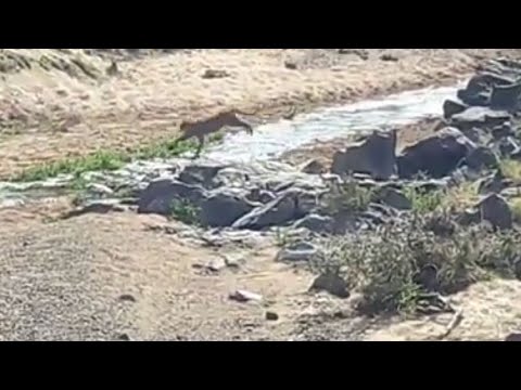 What A Jump | Leopard jumps over river | Kruger National Park | South Africa