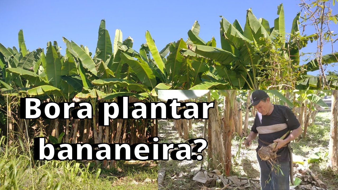 COMO PLANTAR BANANA PACOVAM DO JEITO CERTO. PREPARO DAS MUDAS PARA O ...