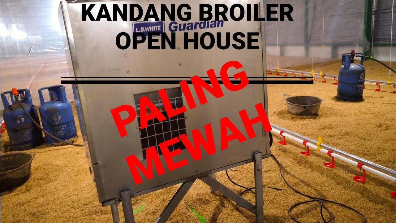 Kandang broiler open house paling canggih - YouTube