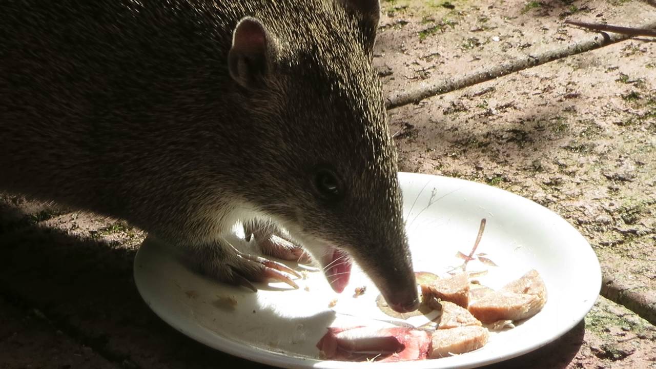 Quenda (bandicoot) eats my BBQ sausage.... - YouTube