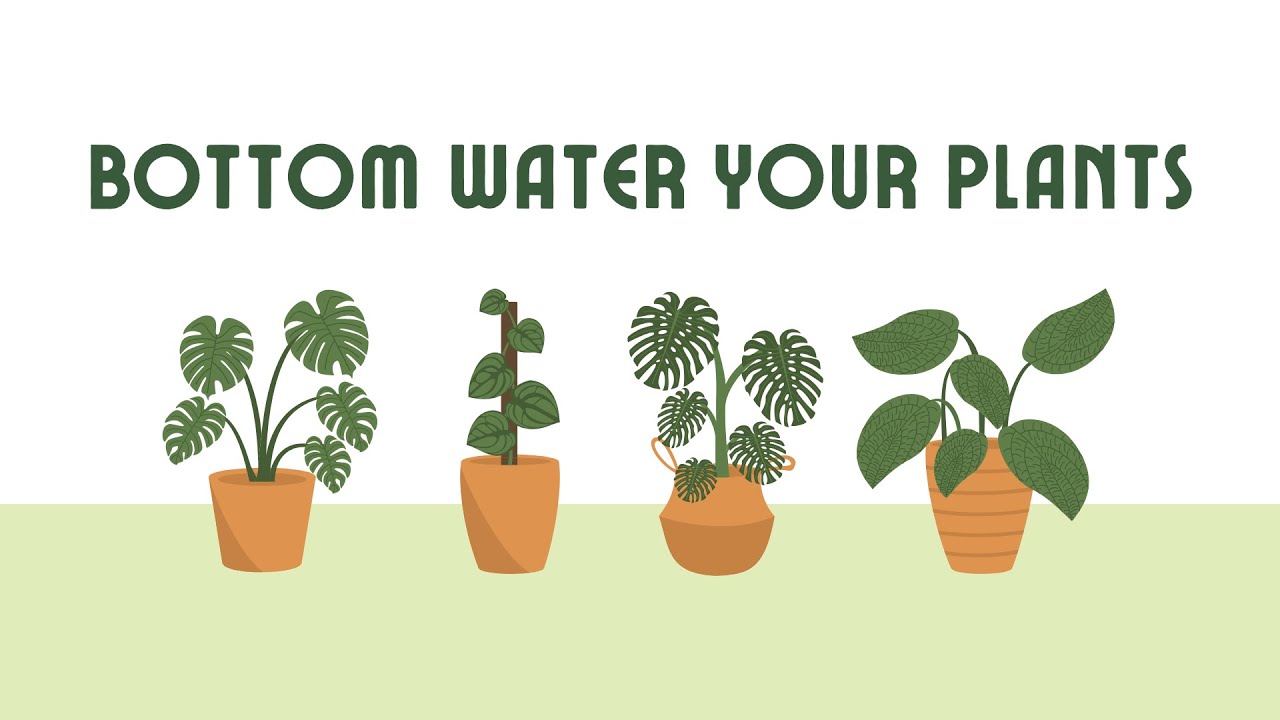 How To Bottom Water Houseplants And Why You Should Be Doing It - YouTube