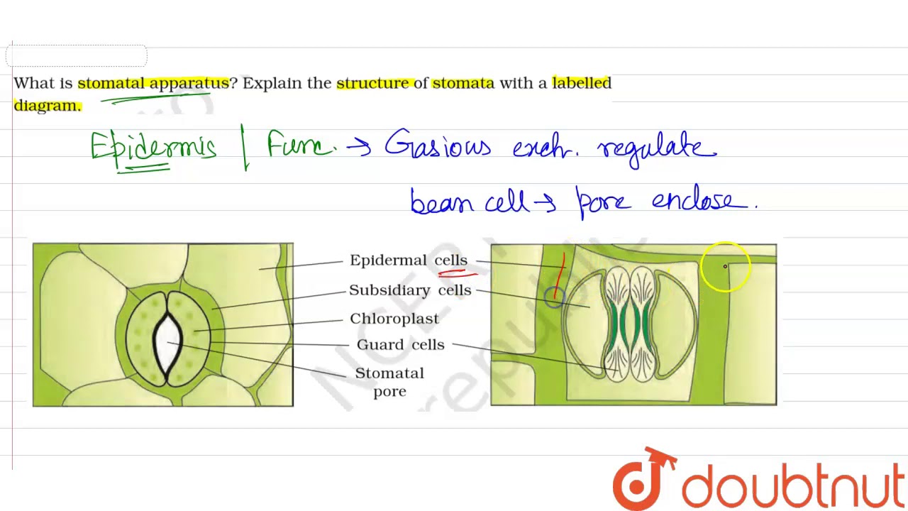 Guard Cell Diagram