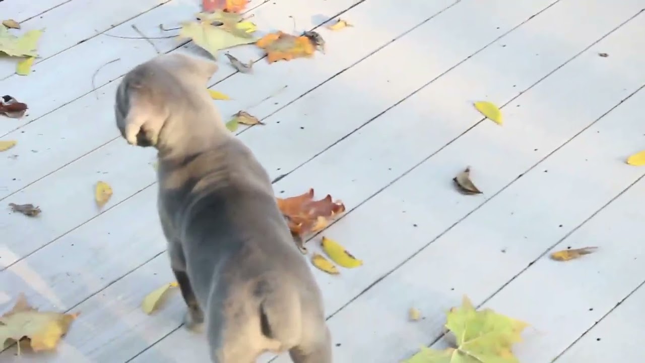 Cane Corso Puppies for Sale Daniel Lantz - YouTube