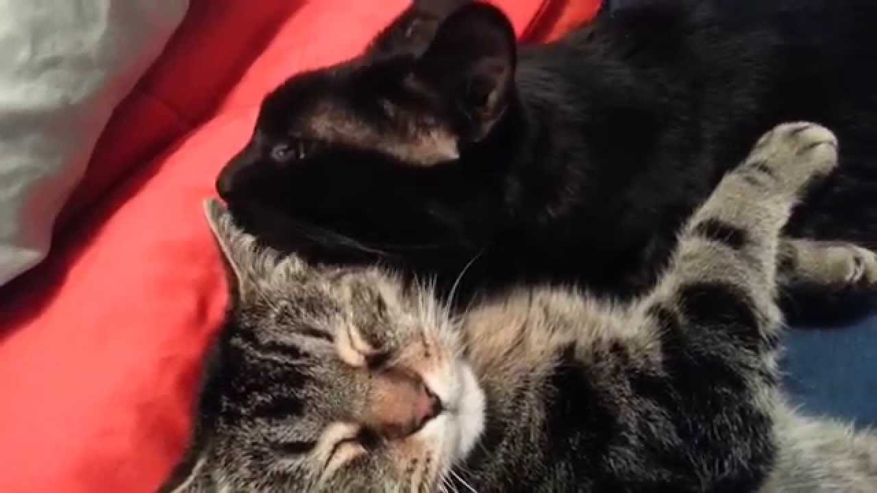 Astrology Water Element Demonstrated Cute Cat Videos - YouTube