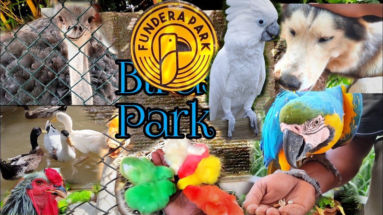 Rabbits🐰, ostrich, duck's🦆, Bird's 🦜in yelagiri| Fundera birds park ...