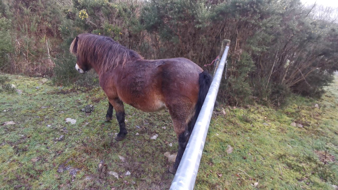 Pony scratching his bum at Meeth - YouTube